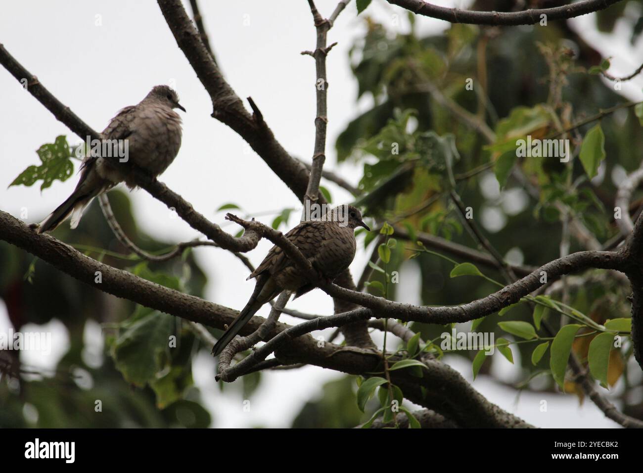 Inca Dove (Columbina inca Stock Photo - Alamy