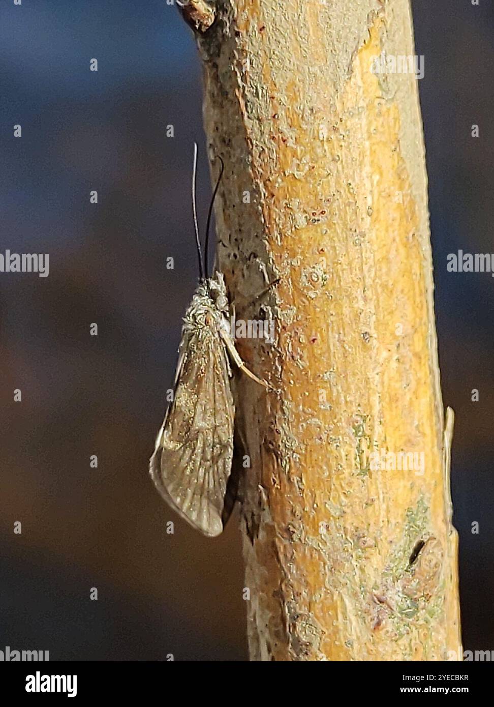 Grannom Caddisfly (Brachycentrus subnubilis Stock Photo - Alamy