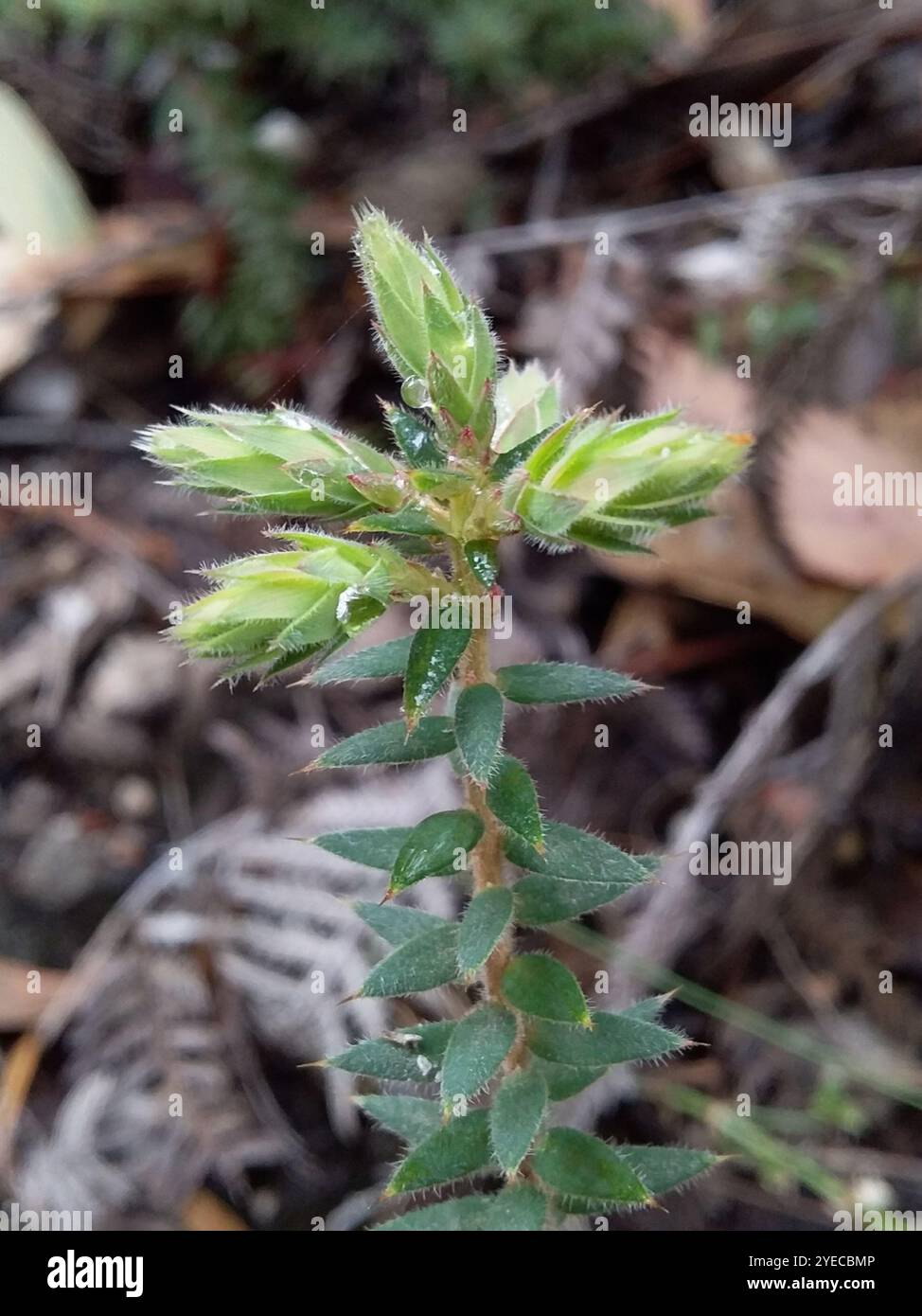 Mount Lofty Ground-berry (Acrotriche fasciculiflora Stock Photo - Alamy