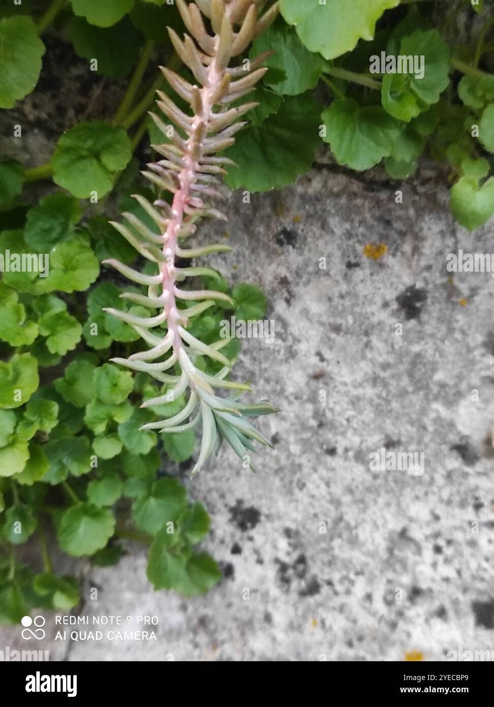 Reflexed Stonecrop (Petrosedum rupestre Stock Photo - Alamy