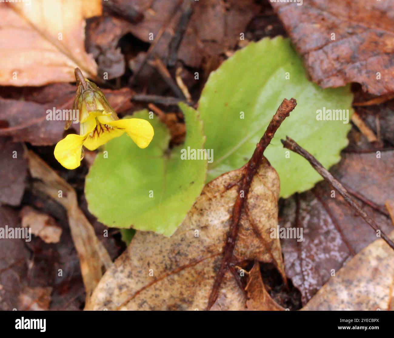 Round-leaved Violet (Viola rotundifolia Stock Photo - Alamy