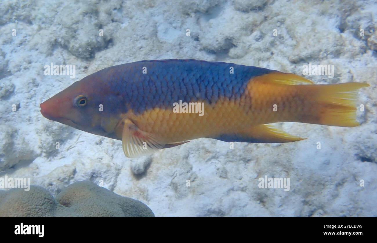 Spanish Hogfish (Bodianus rufus Stock Photo - Alamy