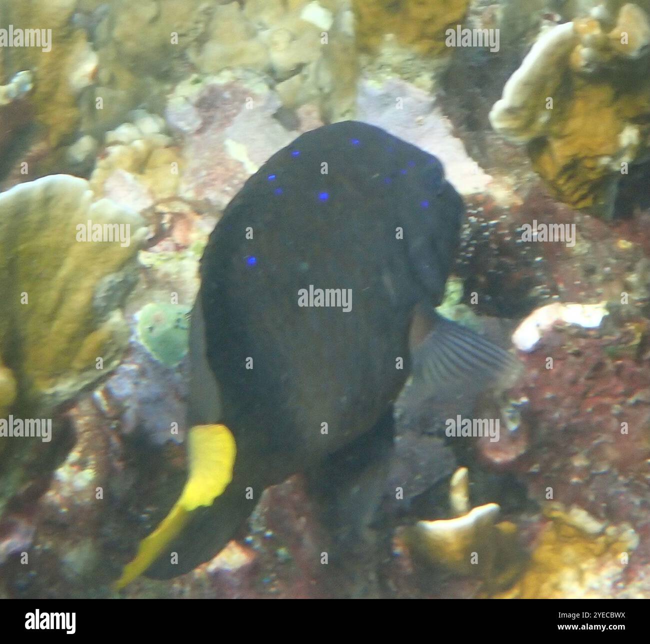 Yellowtail Damselfish (Microspathodon chrysurus Stock Photo - Alamy