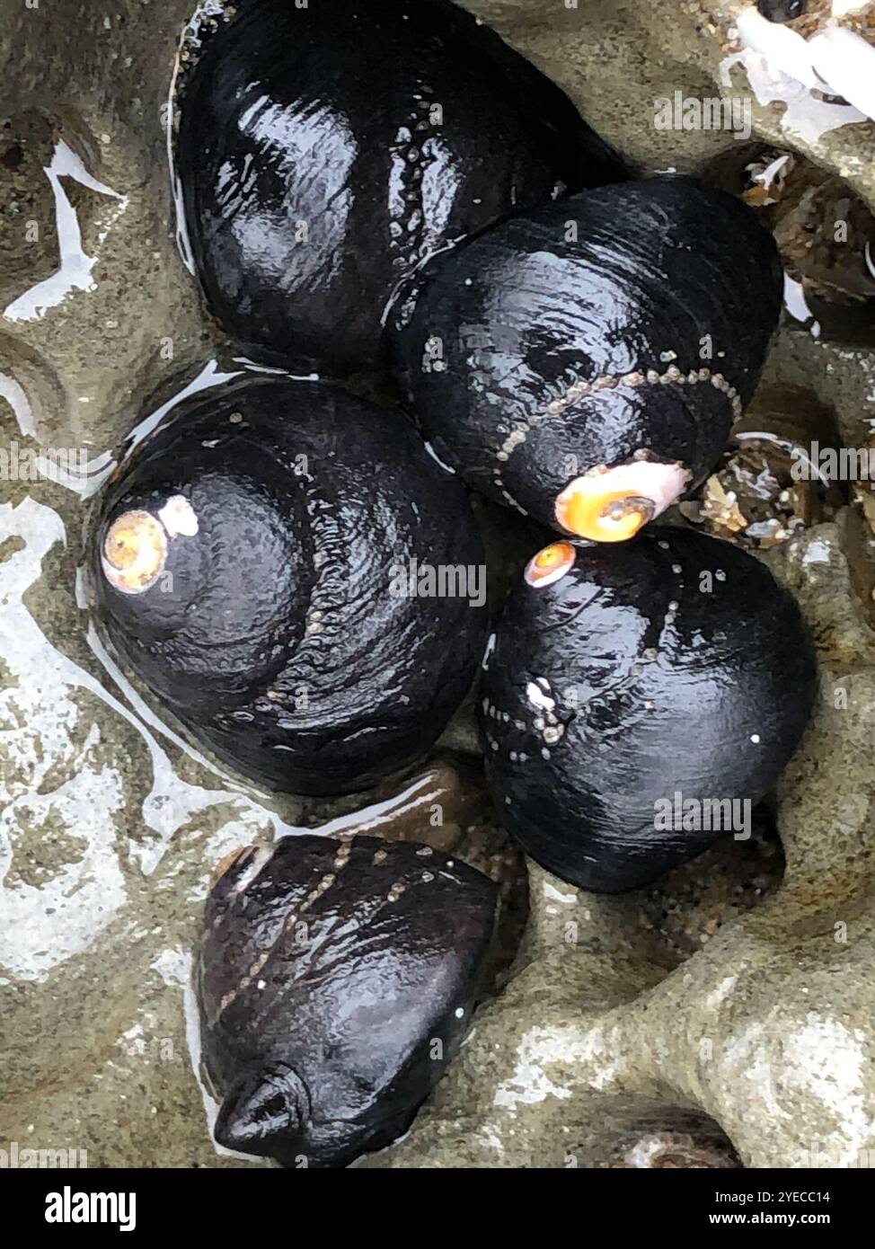 Black Tegula (Tegula funebralis Stock Photo - Alamy