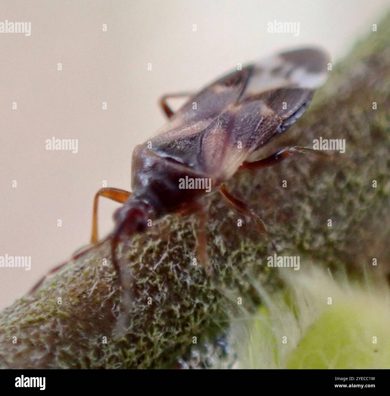 Common Flowerbug (Anthocoris nemorum Stock Photo - Alamy