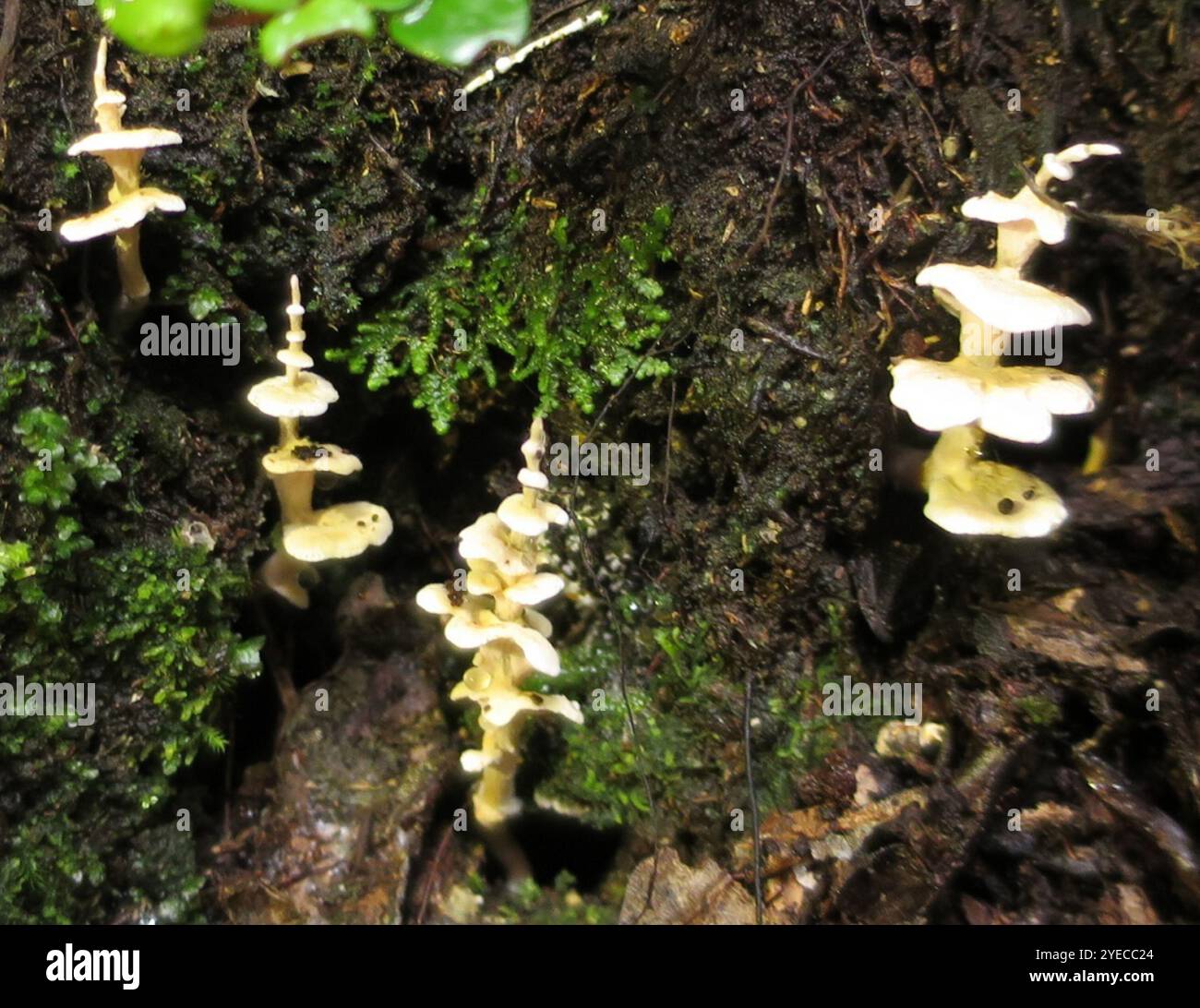 Pagoda Fungus (Podoserpula pusio Stock Photo - Alamy