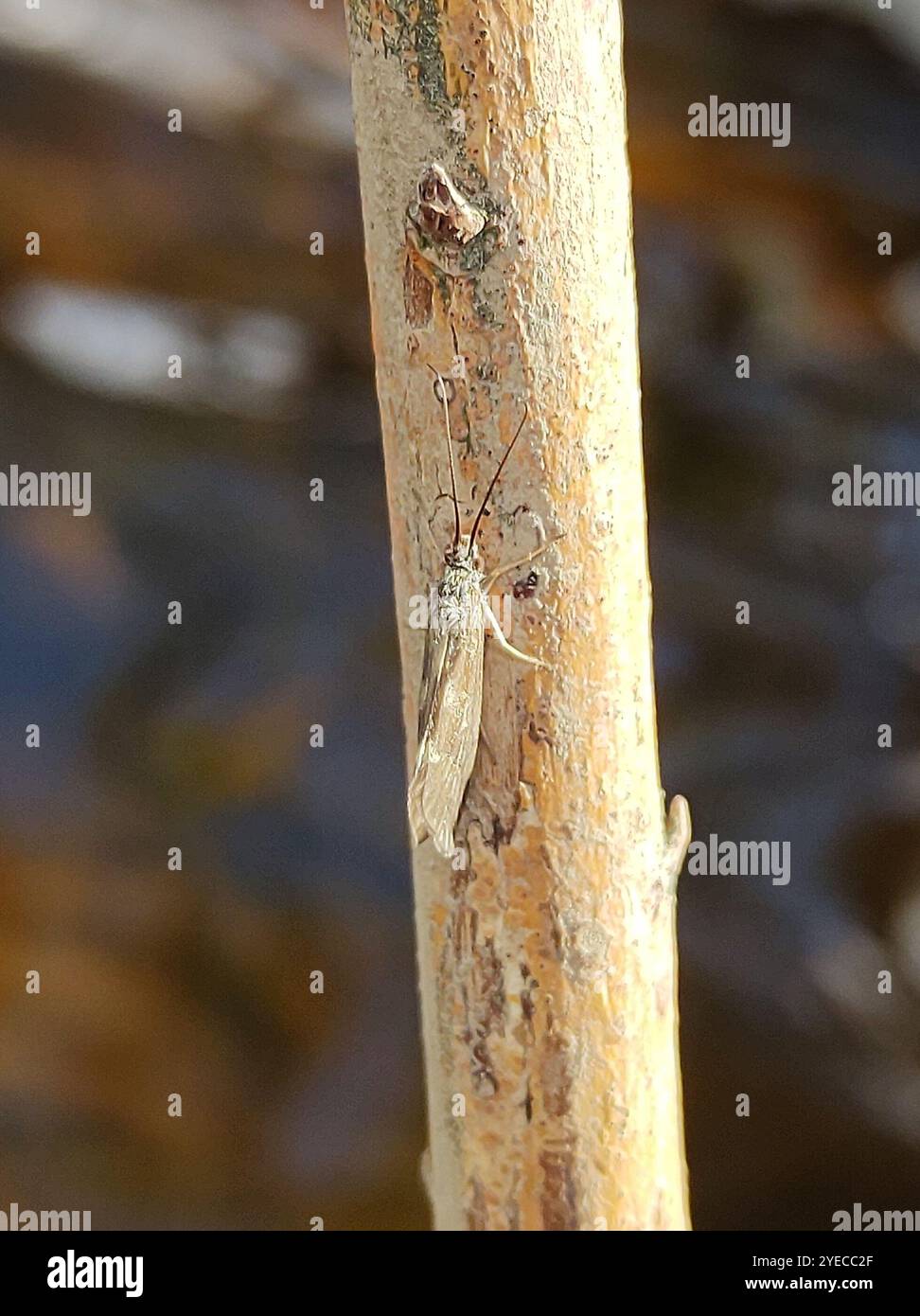 Grannom Caddisfly (Brachycentrus subnubilis Stock Photo - Alamy