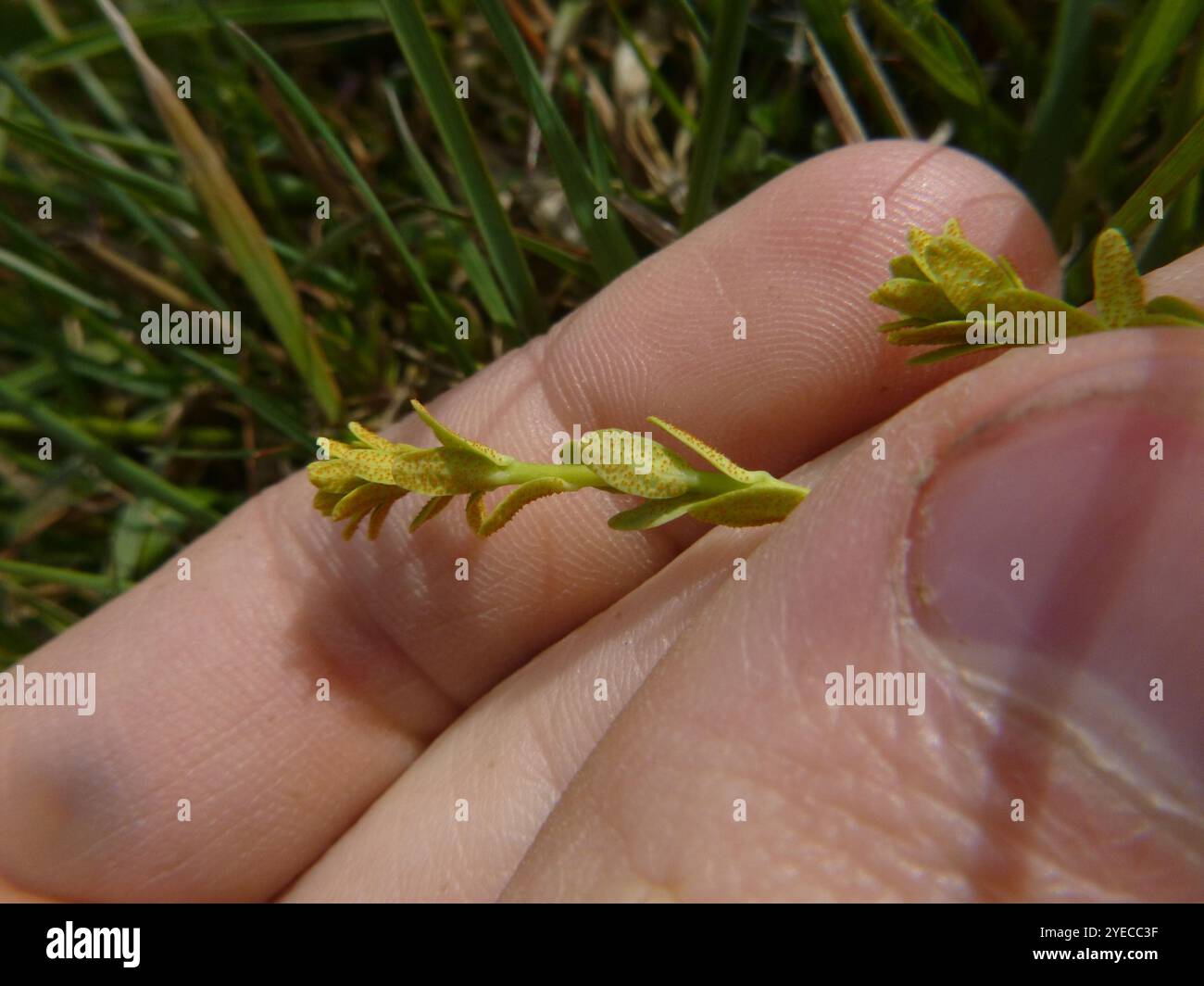 Uromyces hi-res stock photography and images - Alamy