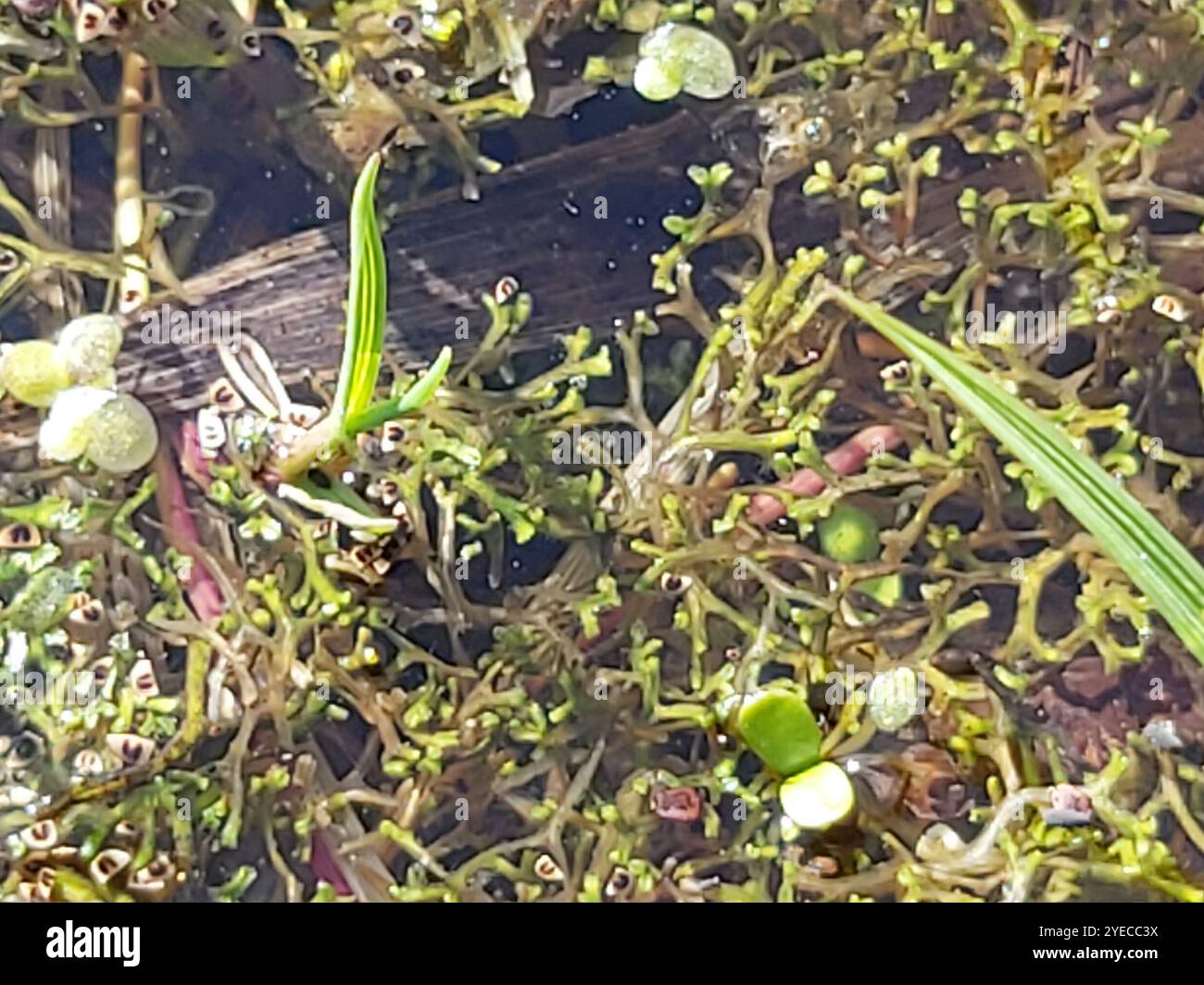 Floating Crystalwort (Riccia fluitans Stock Photo - Alamy