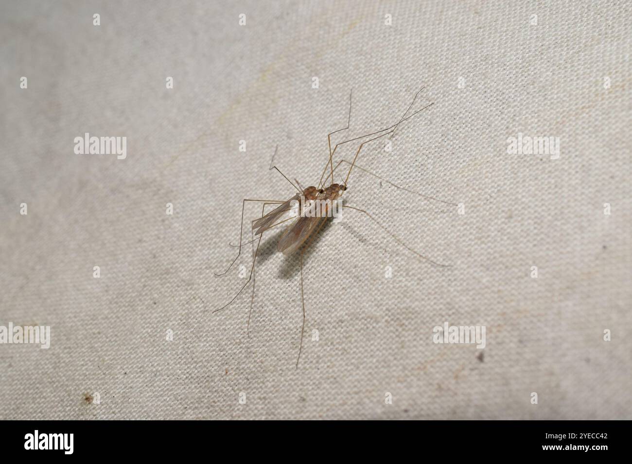 Typical Crane Flies (Tipuloidea Stock Photo - Alamy