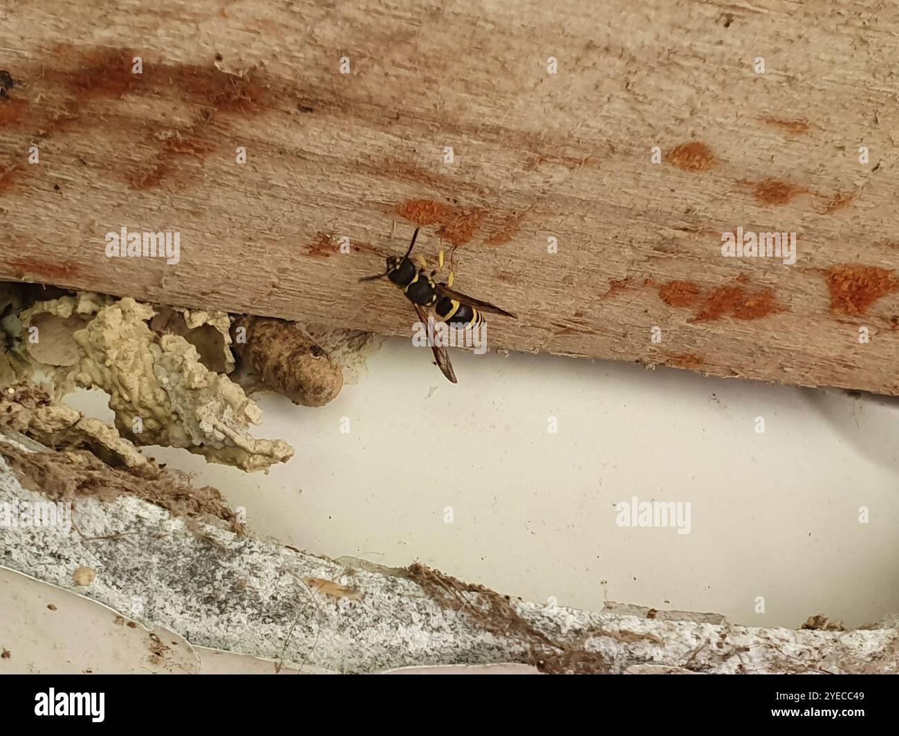 Ancistrocerus gazella hi-res stock photography and images - Alamy