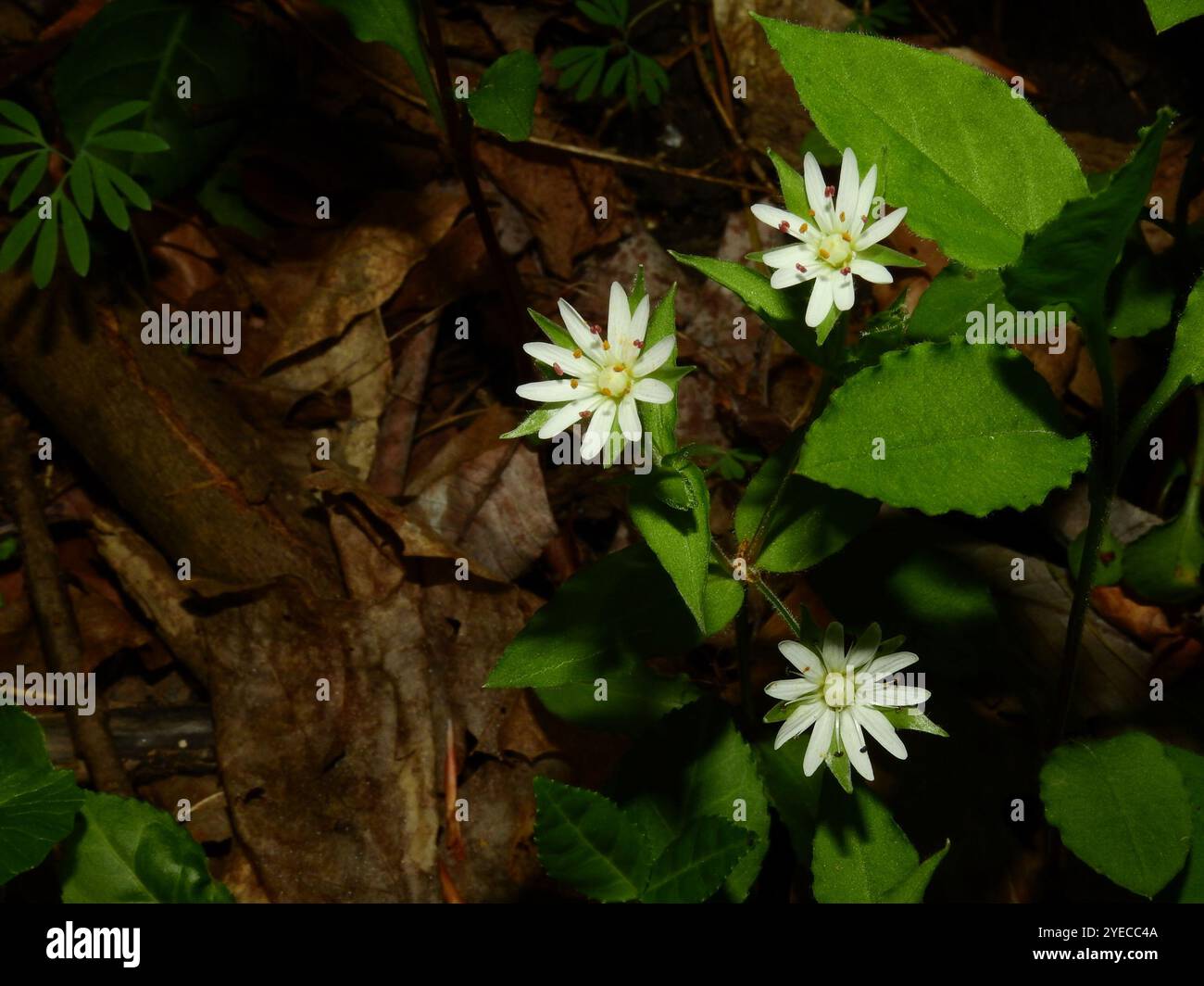 star chickweed (Stellaria pubera Stock Photo - Alamy
