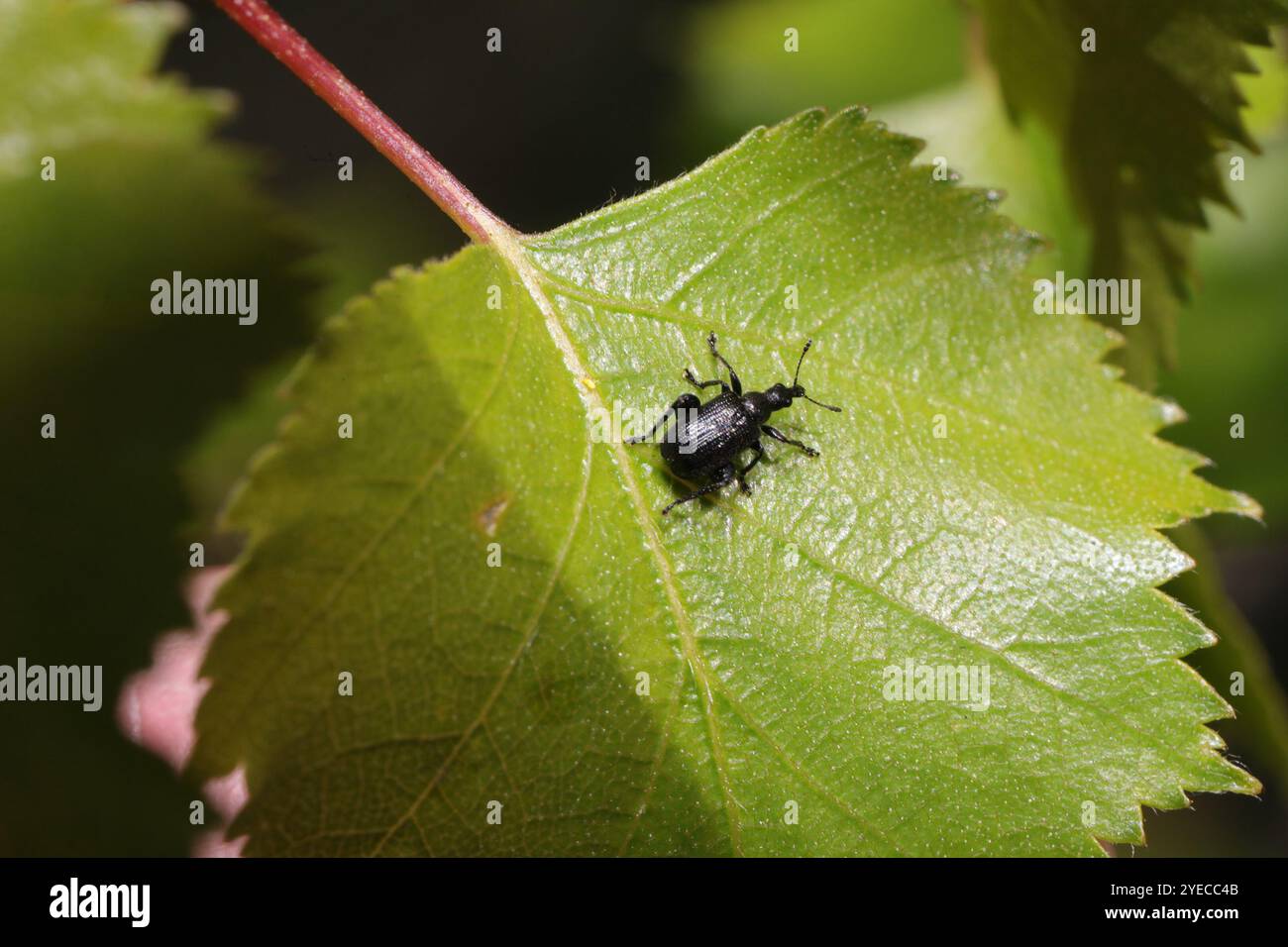 Birch Leaf-rolling Weevil (Deporaus betulae Stock Photo - Alamy