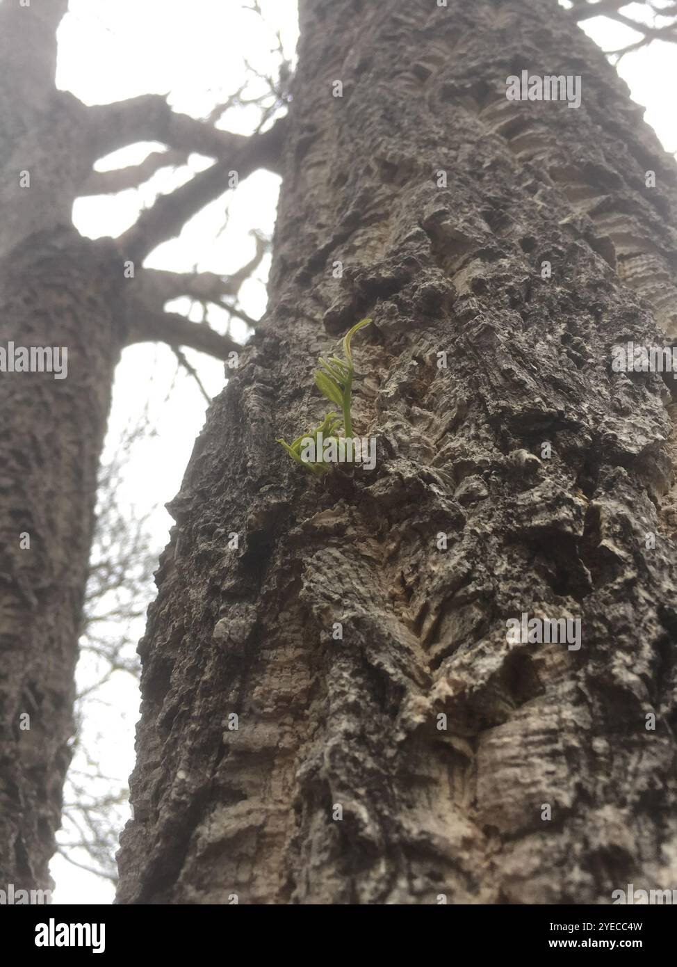 Amur corktree hi-res stock photography and images - Alamy