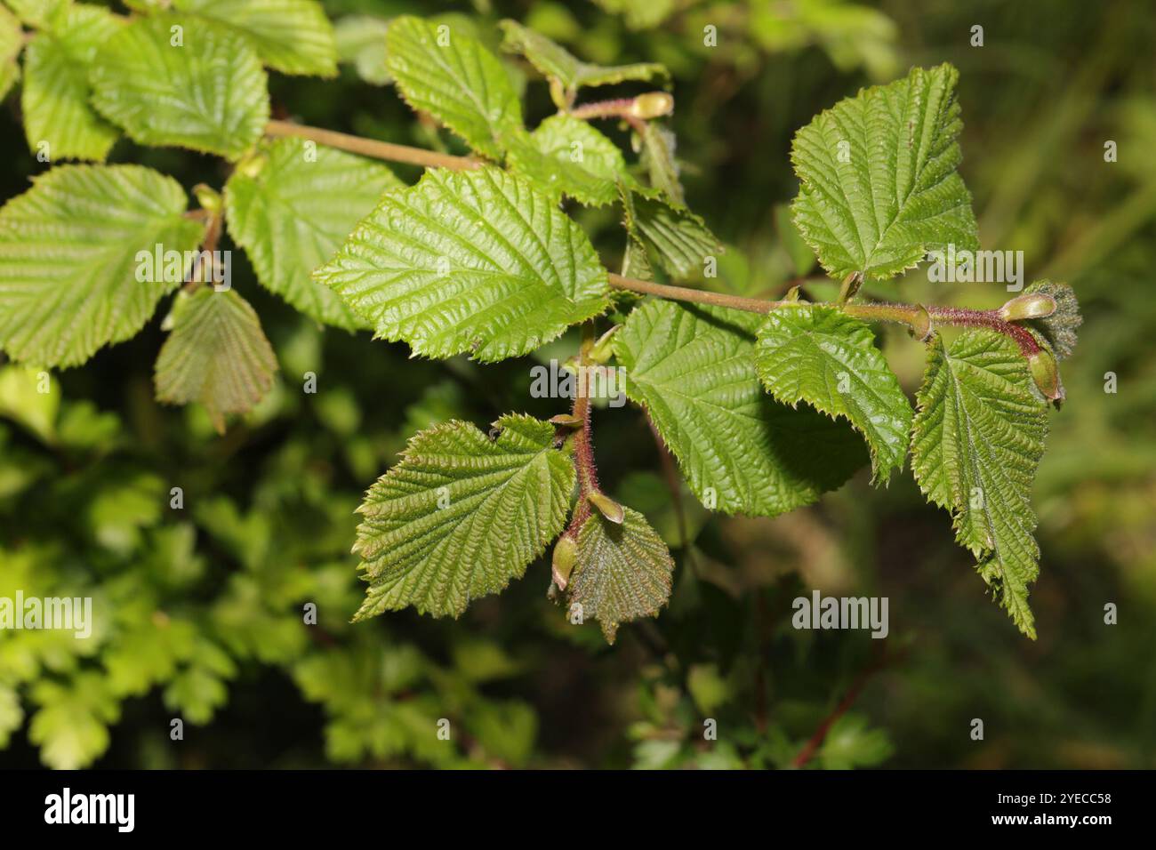 common hazel (Corylus avellana Stock Photo - Alamy