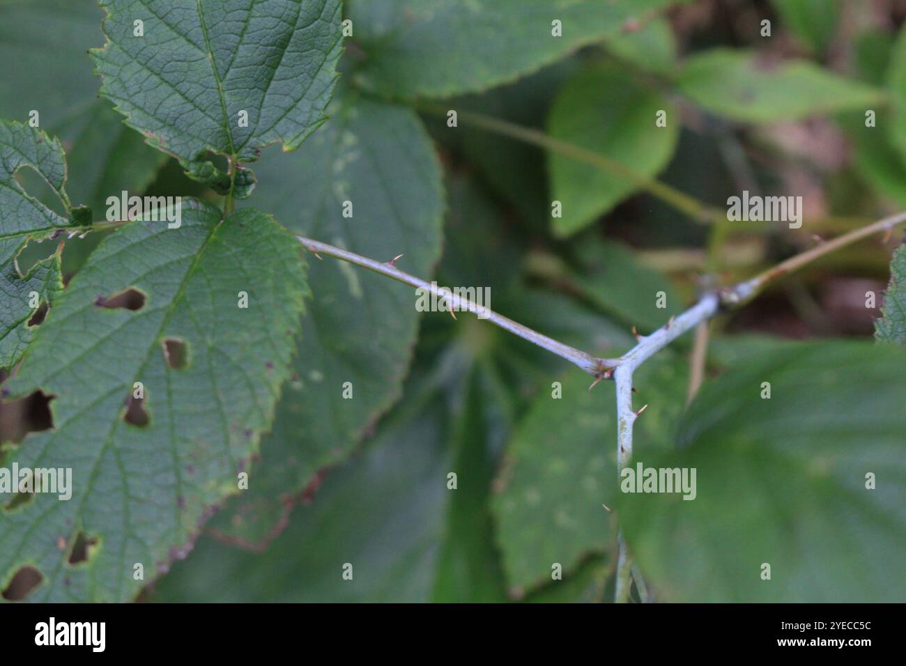 Andean Raspberry (Rubus glaucus Stock Photo - Alamy