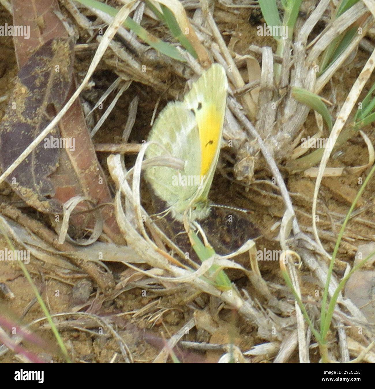 Dainty Sulphur (Nathalis iole Stock Photo - Alamy