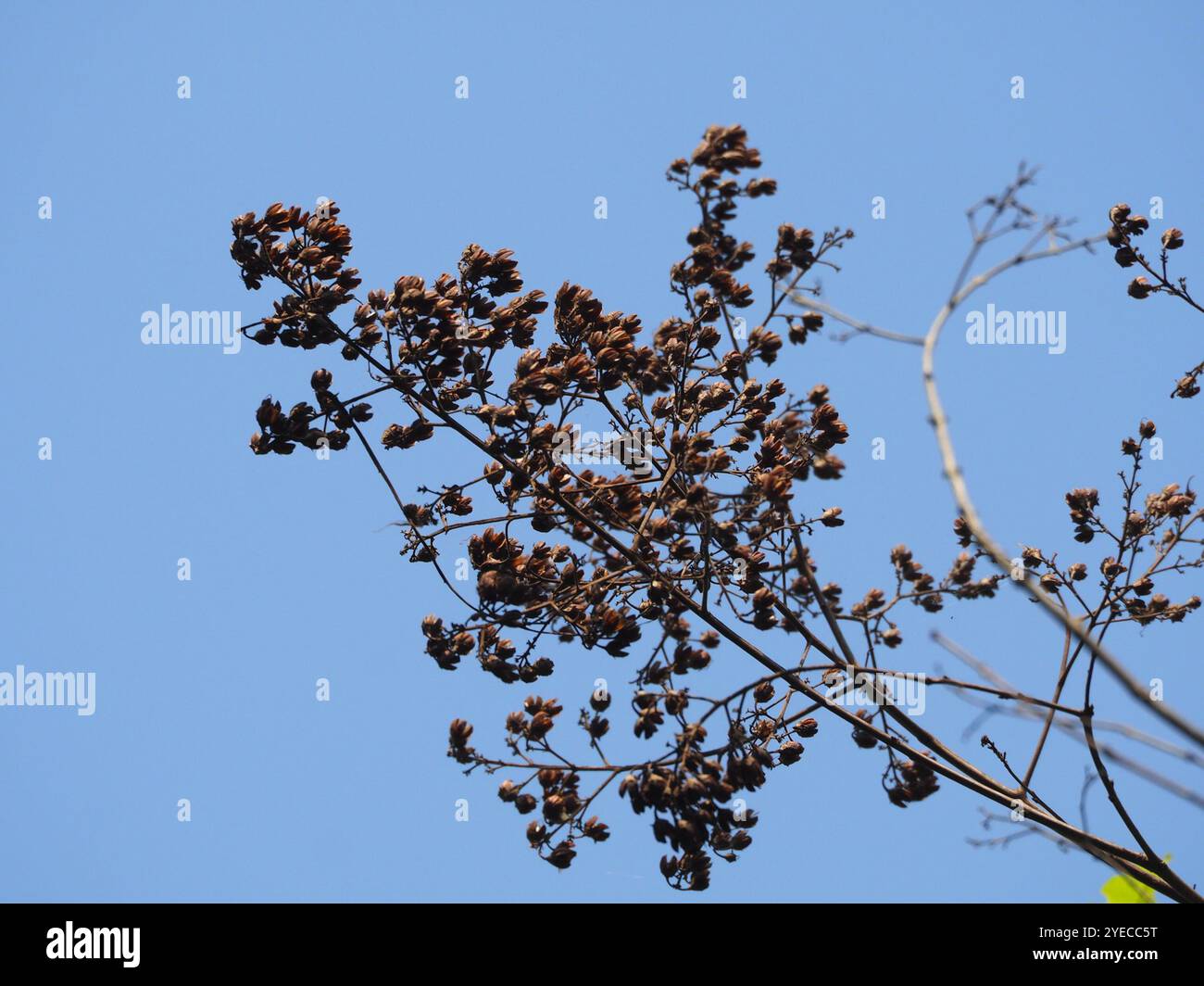 Subcostate Crape Myrtle (Lagerstroemia subcostata Stock Photo - Alamy