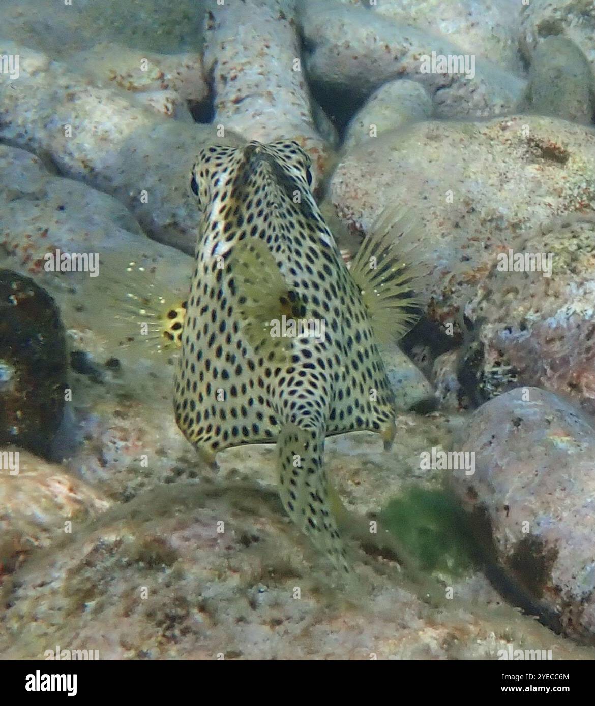 Spotted Trunkfish (Lactophrys bicaudalis Stock Photo - Alamy