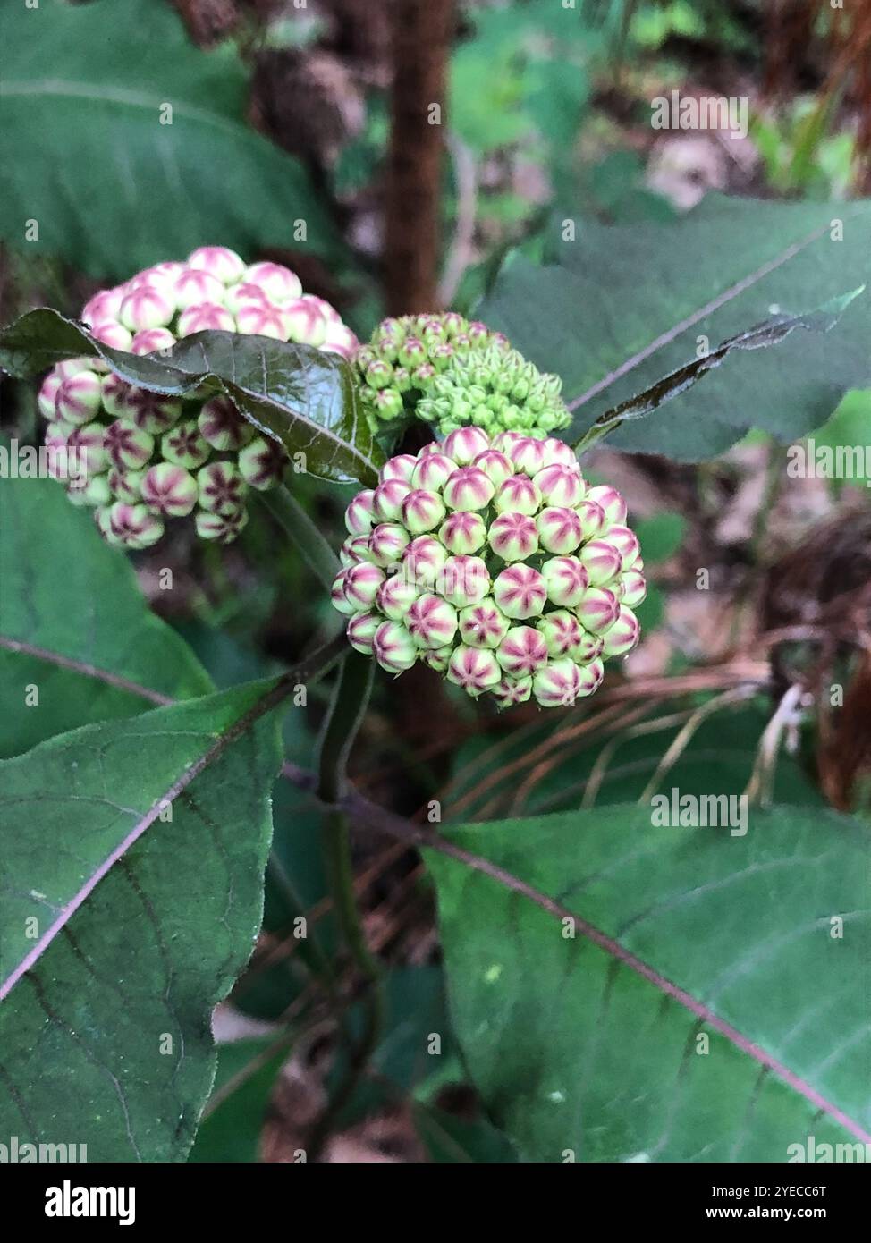 redring milkweed (Asclepias variegata Stock Photo - Alamy