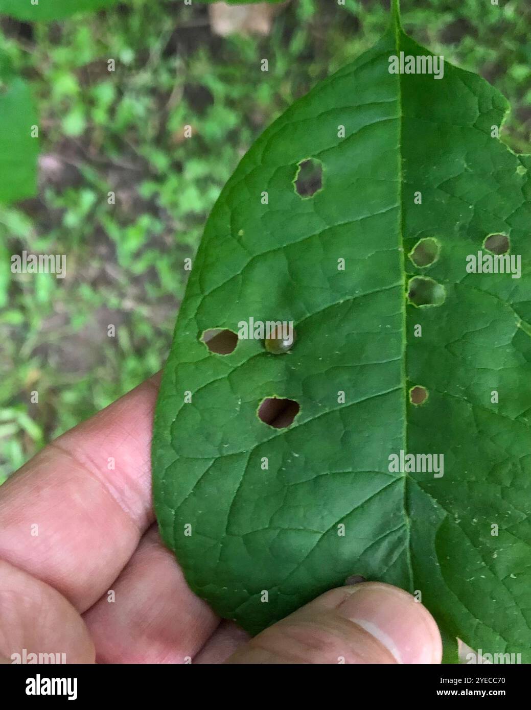 ash bullet gall midge (Dasineura pellex Stock Photo - Alamy