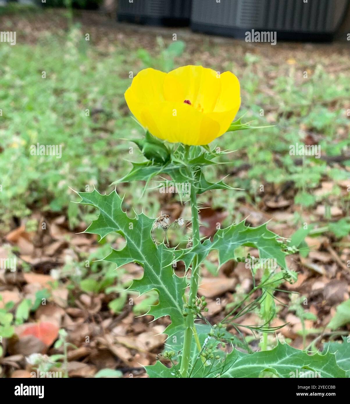 Mexican prickly poppy (Argemone mexicana Stock Photo - Alamy