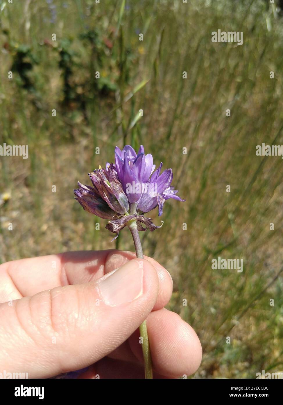 Dipterostemon hi-res stock photography and images - Alamy