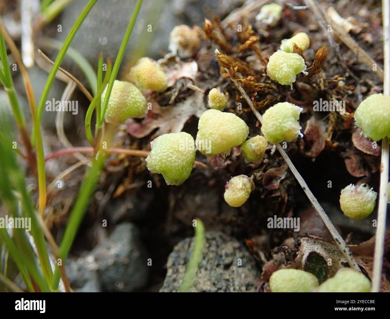 Thin Starwort (Mannia gracilis Stock Photo - Alamy