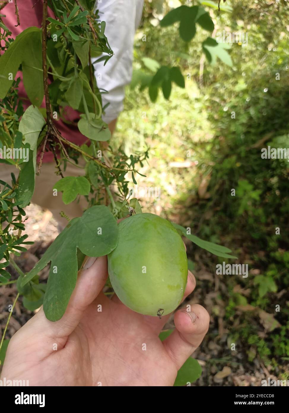 white passionflower (Passiflora subpeltata Stock Photo - Alamy