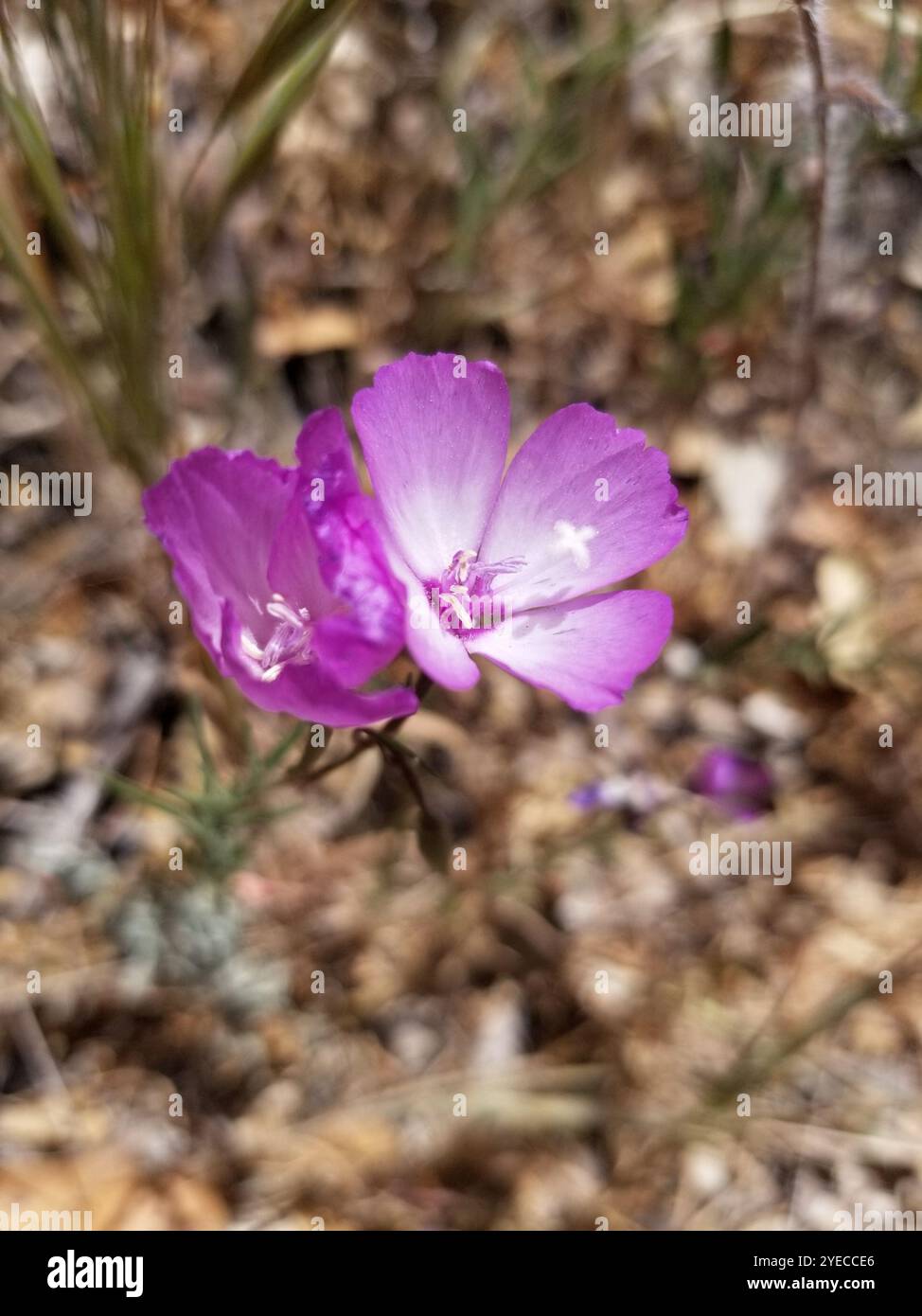 Winecup Clarkia (Clarkia purpurea Stock Photo - Alamy