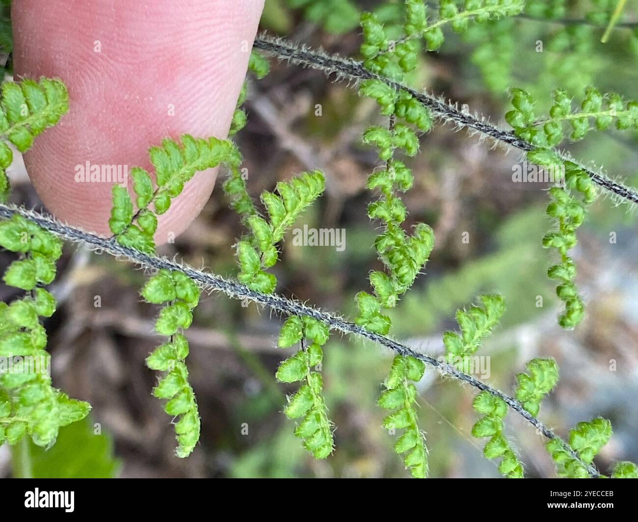 Hairy Lip Fern (Myriopteris lanosa Stock Photo - Alamy
