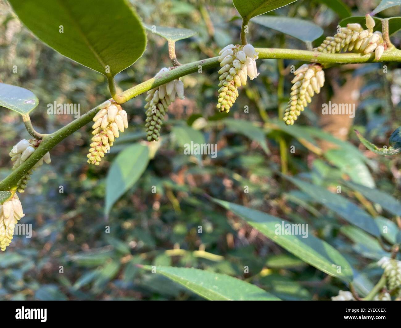 mountain doghobble (Leucothoe fontanesiana Stock Photo - Alamy
