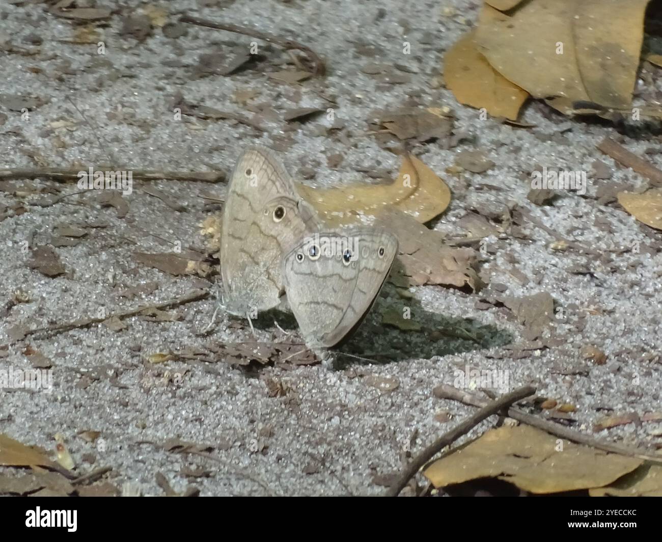 Carolina Satyr (Hermeuptychia sosybius Stock Photo - Alamy