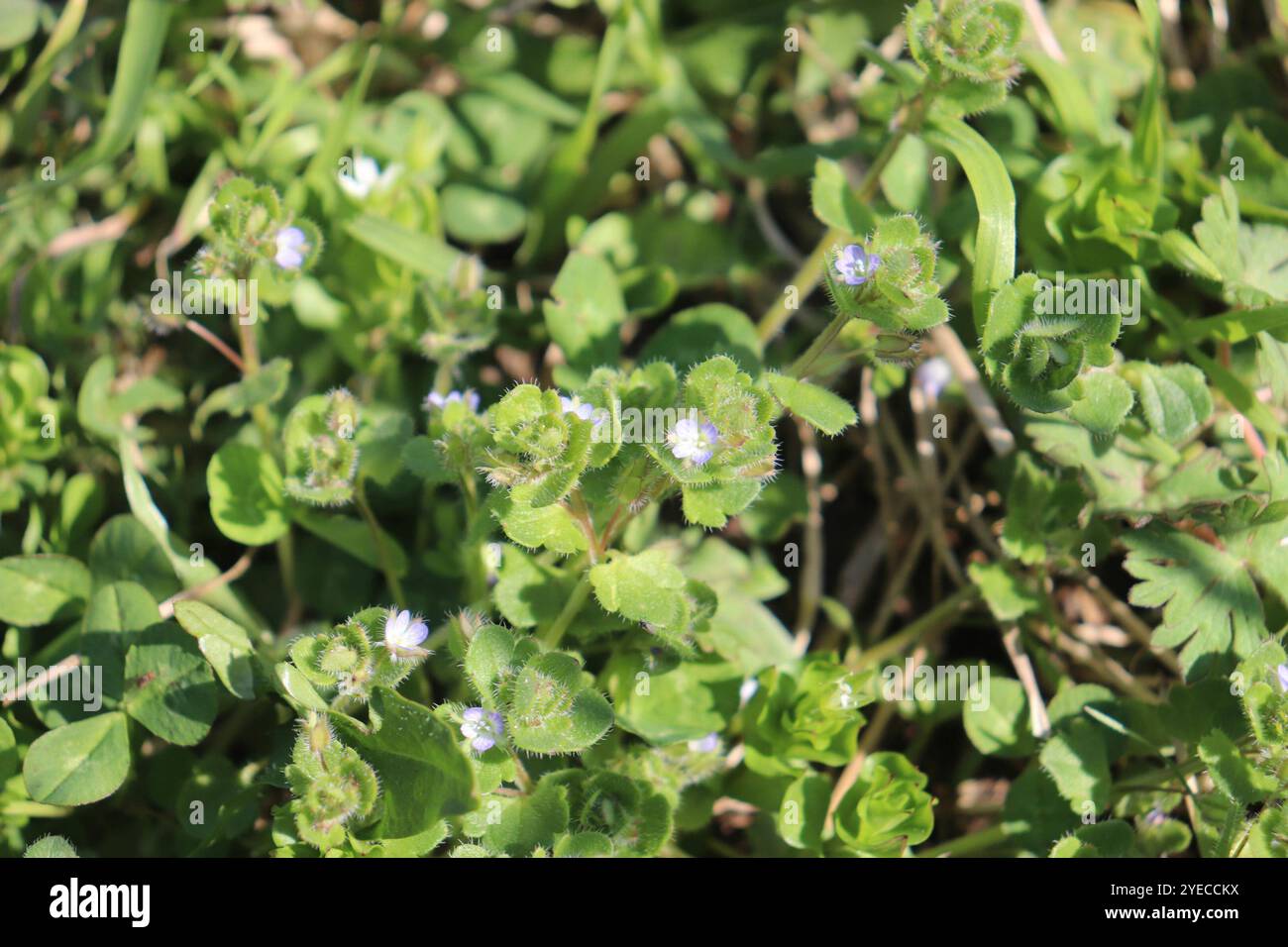 Ivy-leaved Speedwell (Veronica hederifolia Stock Photo - Alamy