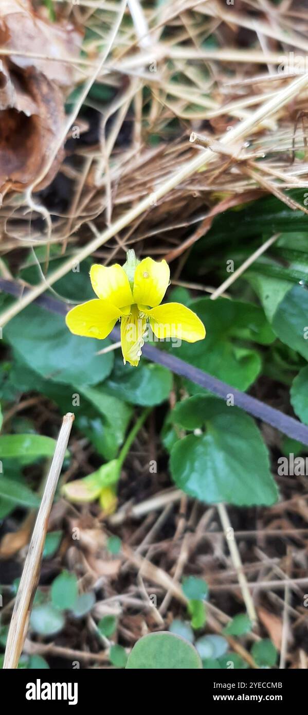 Smooth Yellow Violet (Viola eriocarpa Stock Photo - Alamy
