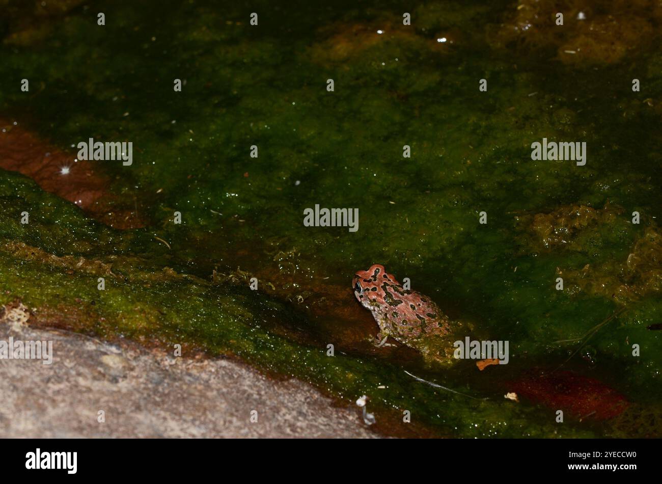 Robinsoni hi-res stock photography and images - Alamy