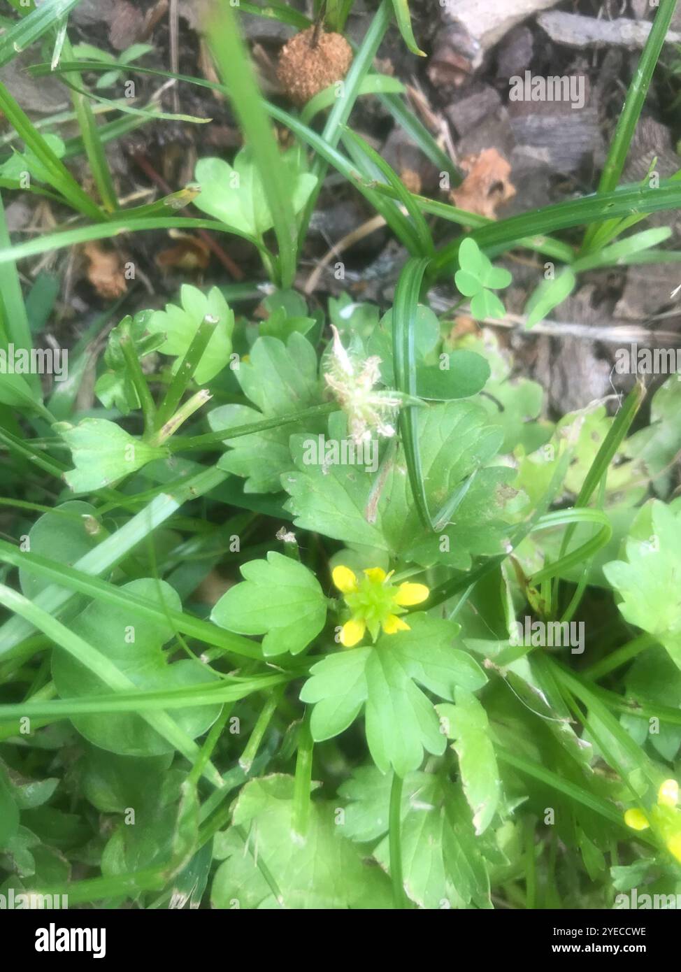 Rough-fruited buttercup (Ranunculus muricatus Stock Photo - Alamy