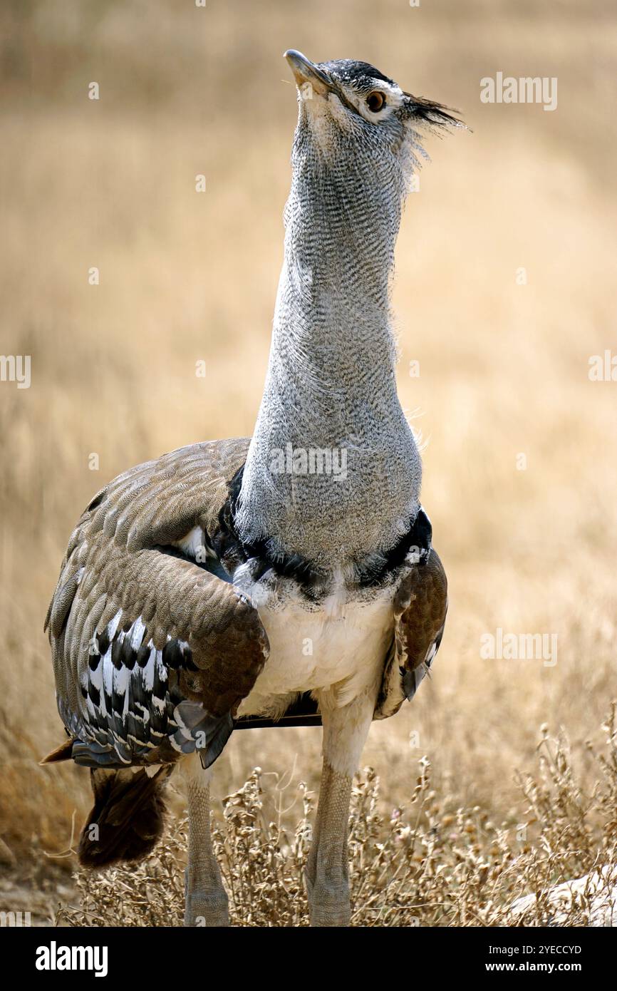great bustard in the serengeti park in tanzania Stock Photo - Alamy
