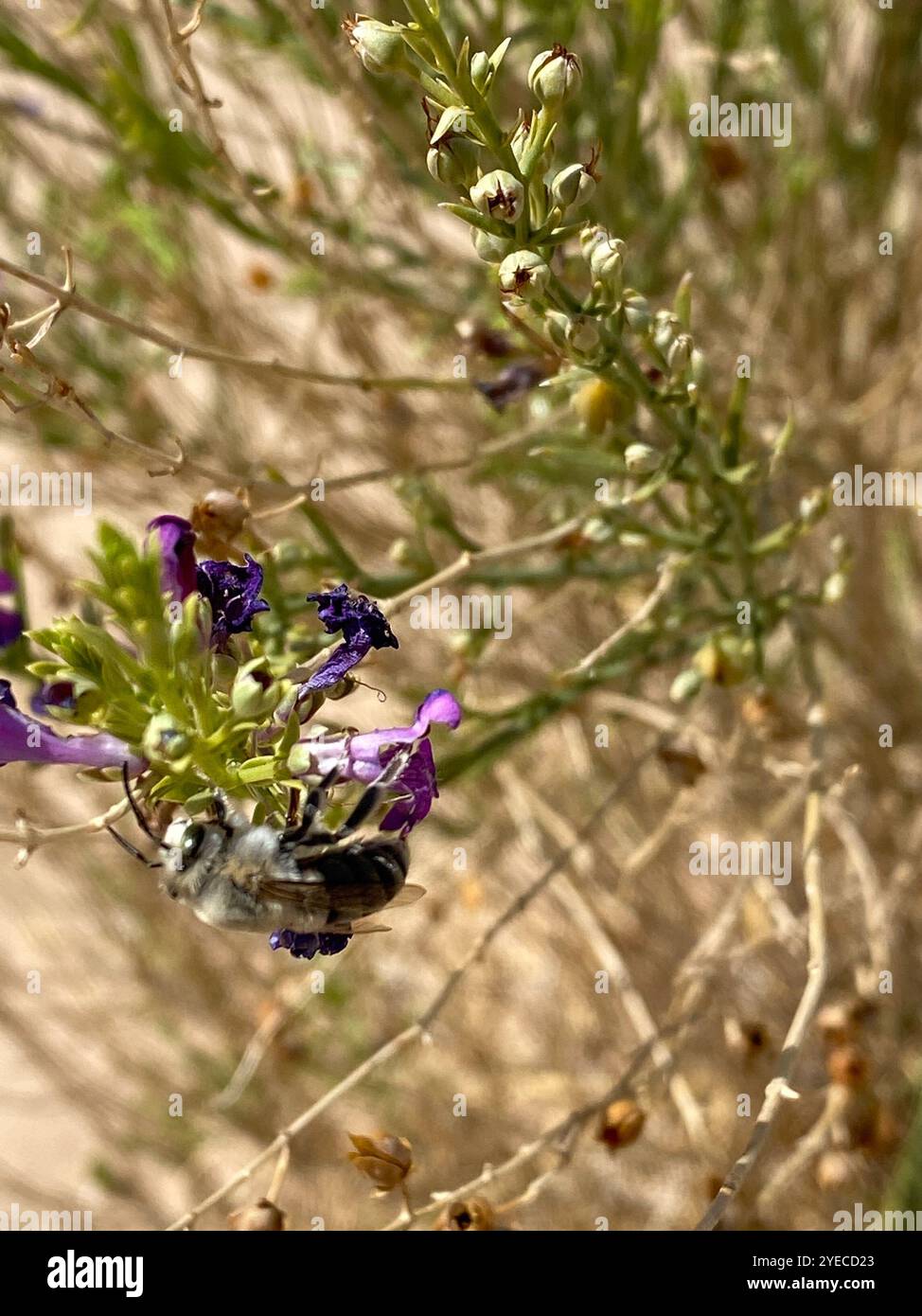 Common Digger Bees (Anthophora Stock Photo - Alamy