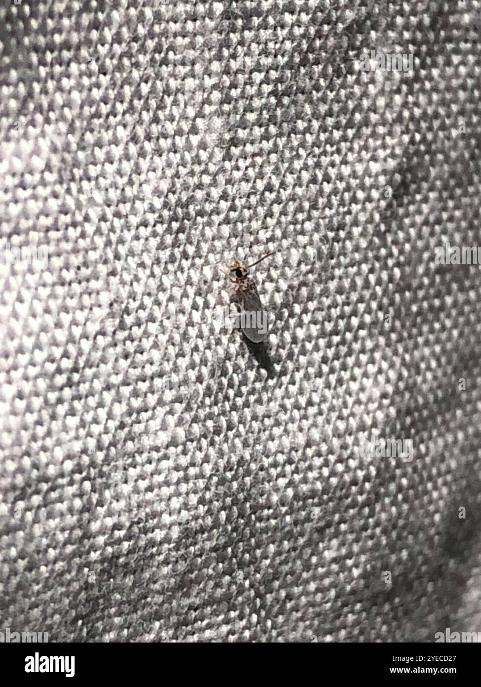 Dusty-winged Lacewings (Coniopterygidae Stock Photo - Alamy