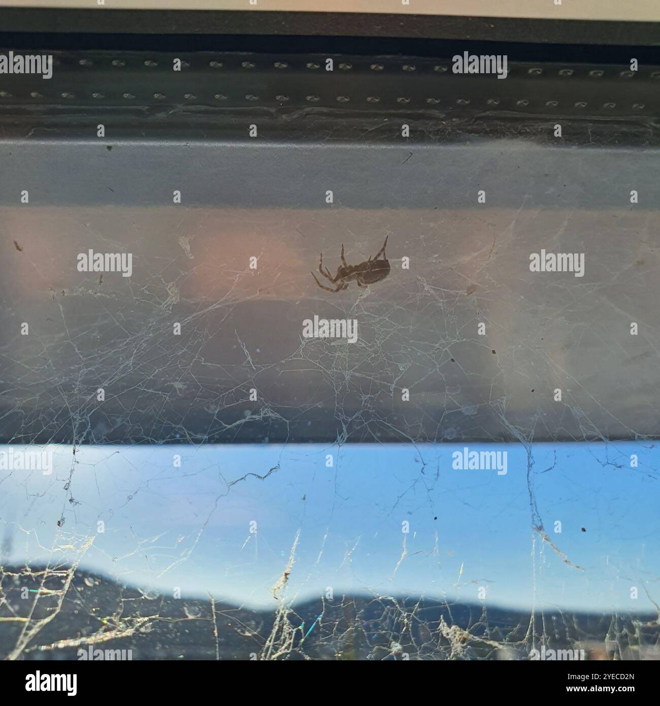 Grey House Spider (Badumna longinqua Stock Photo - Alamy