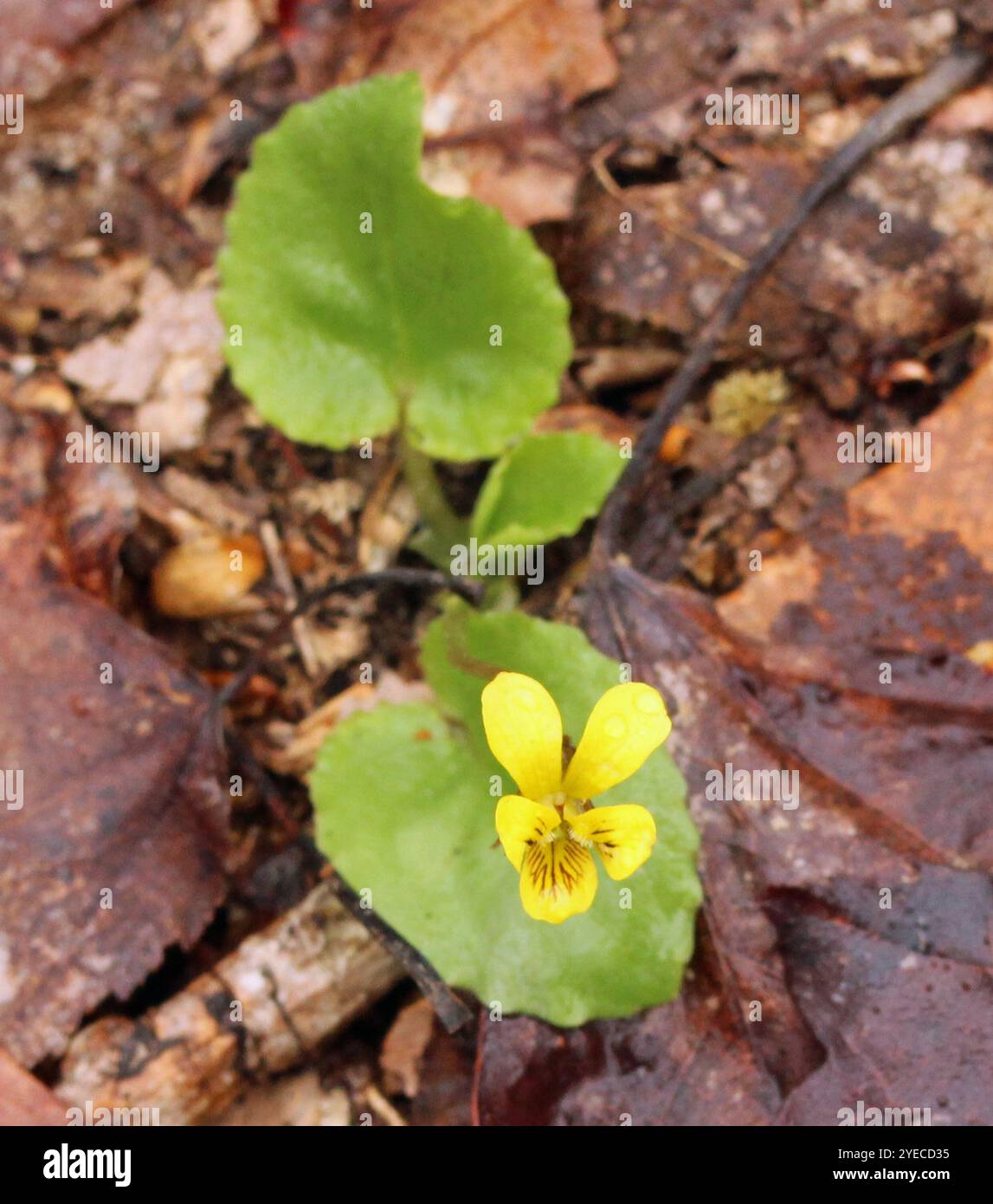Round-leaved Violet (Viola rotundifolia Stock Photo - Alamy
