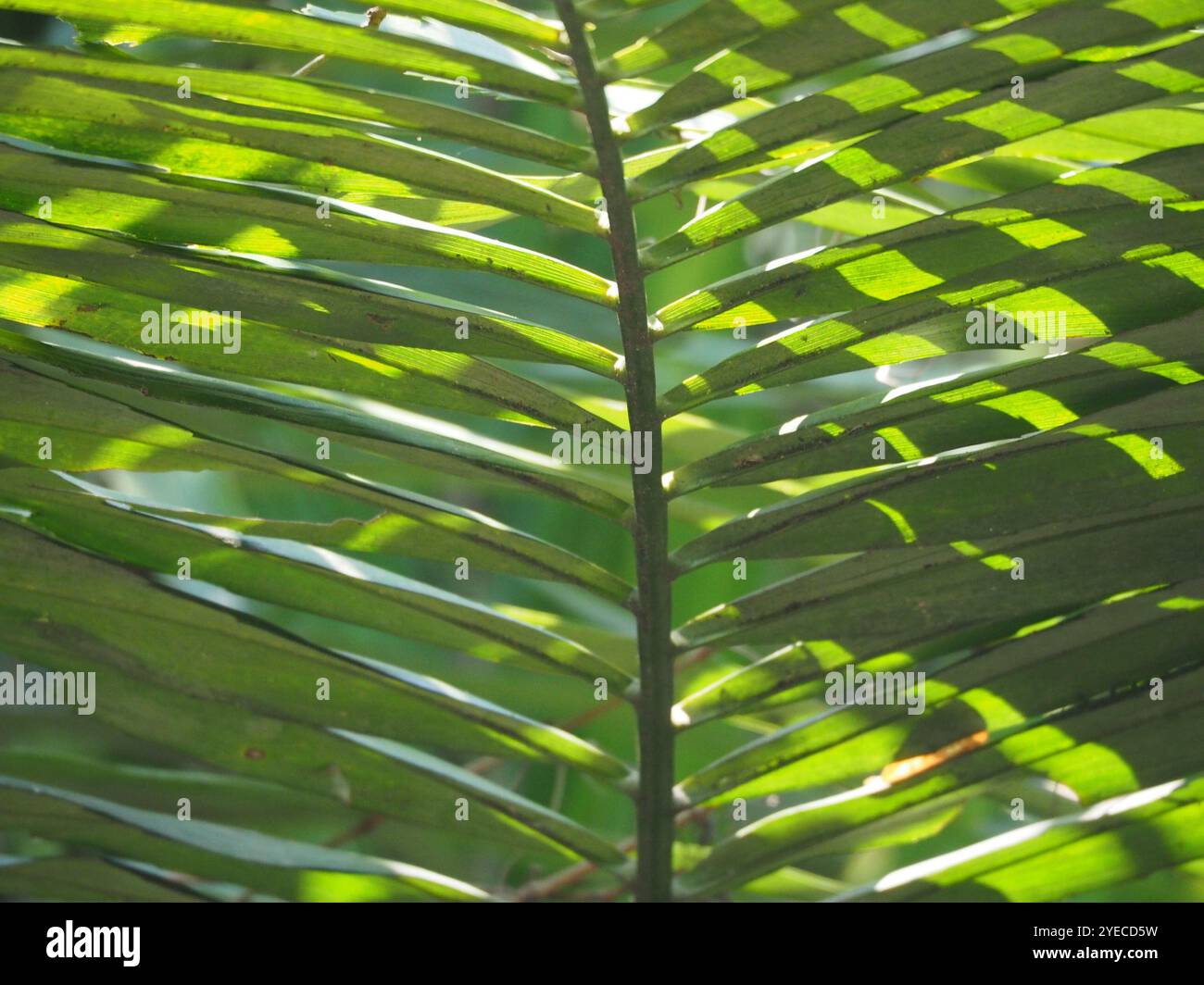 Arenga Palm (Arenga engleri Stock Photo - Alamy