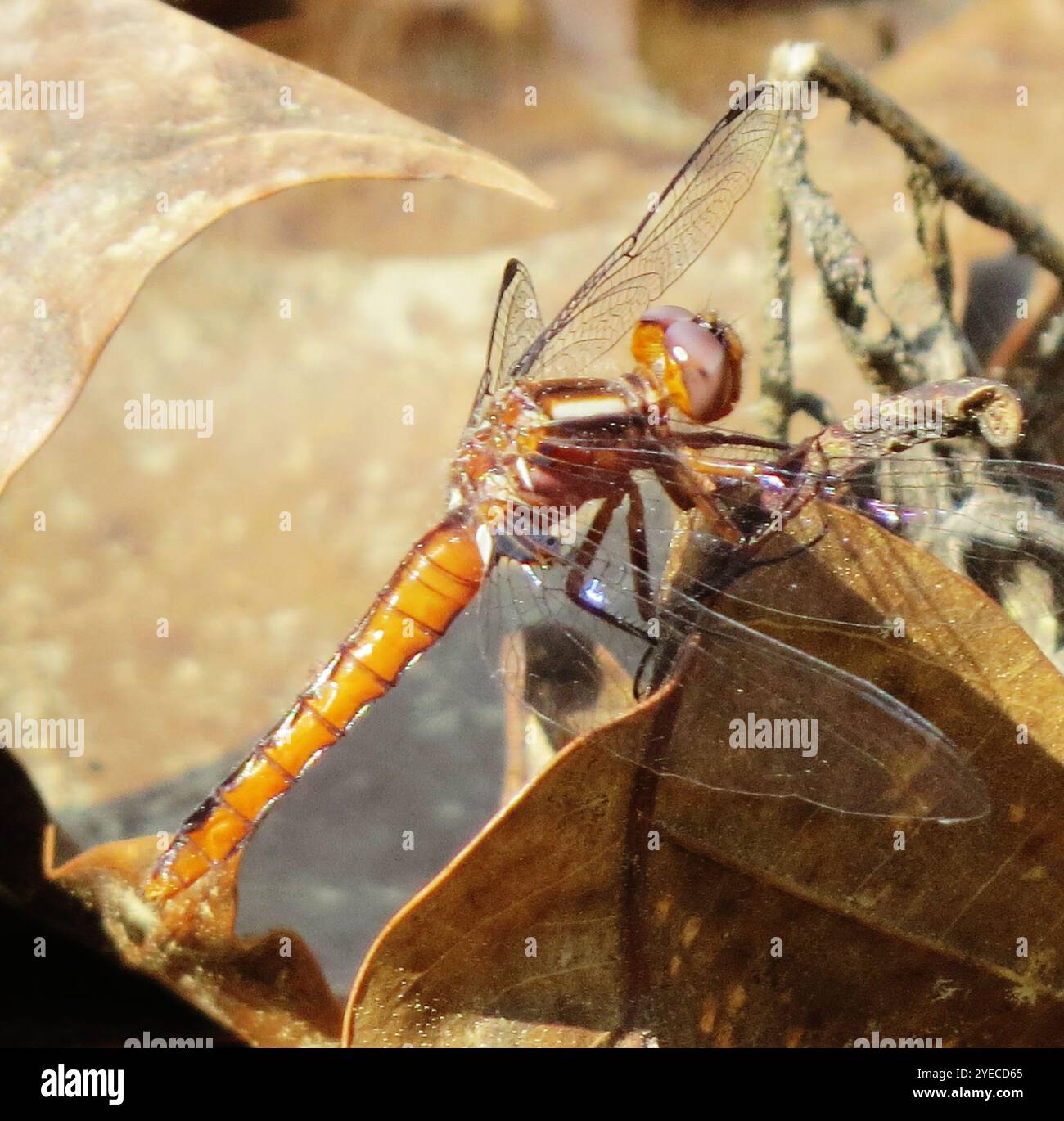 Blue Corporal (Ladona deplanata Stock Photo - Alamy
