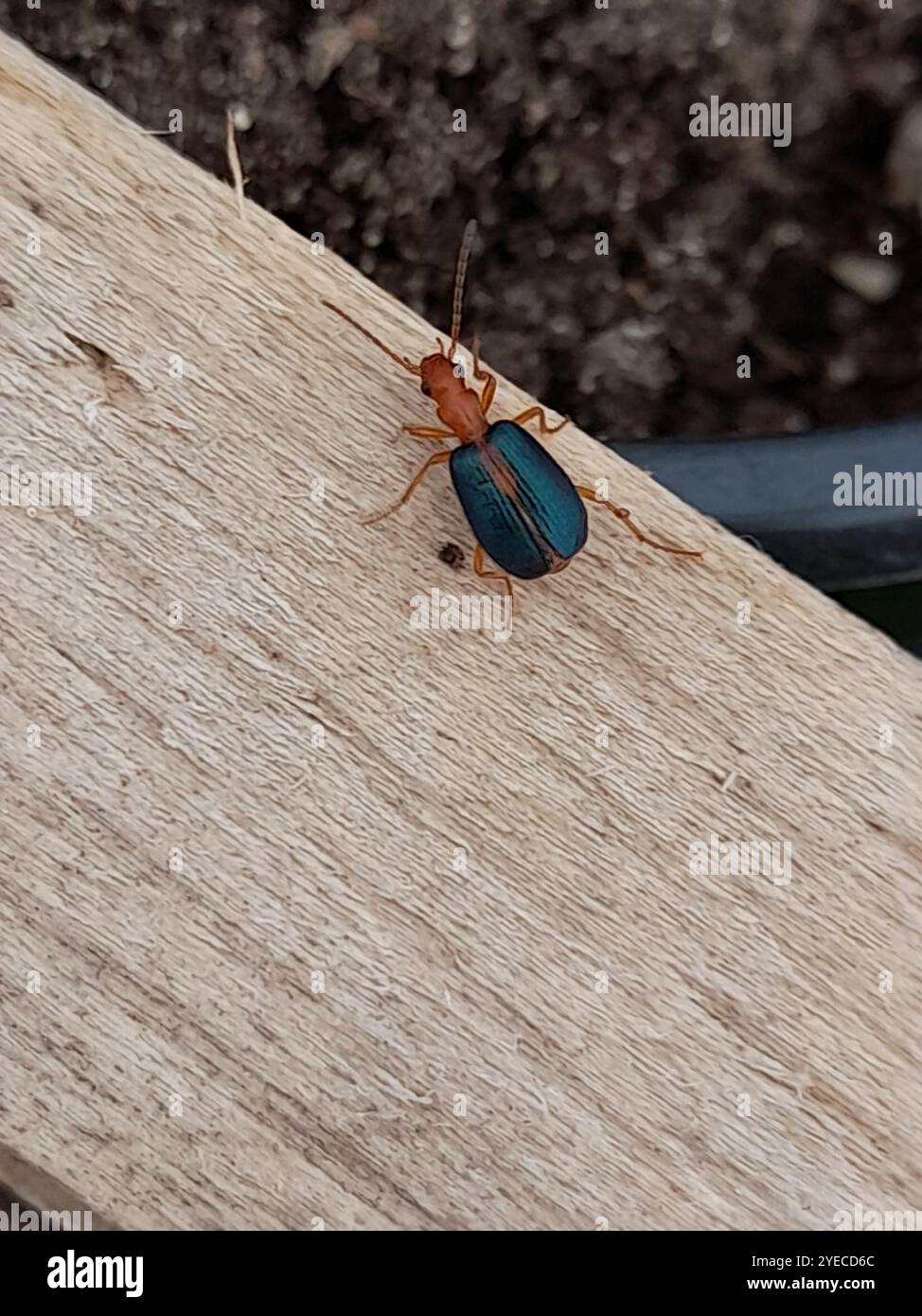 Brachinus sclopeta hi-res stock photography and images - Alamy