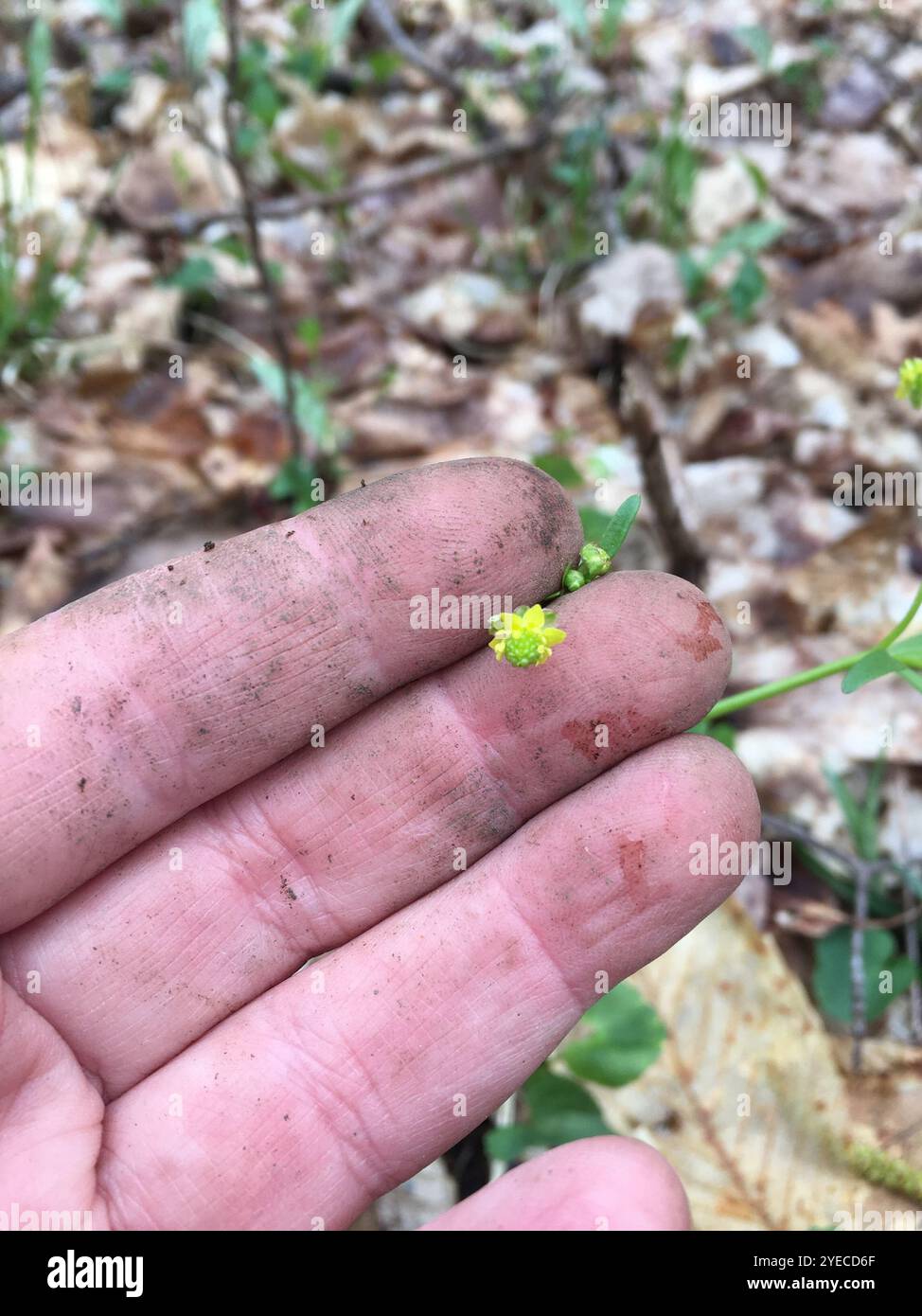 small-flowered buttercup (Ranunculus abortivus Stock Photo - Alamy