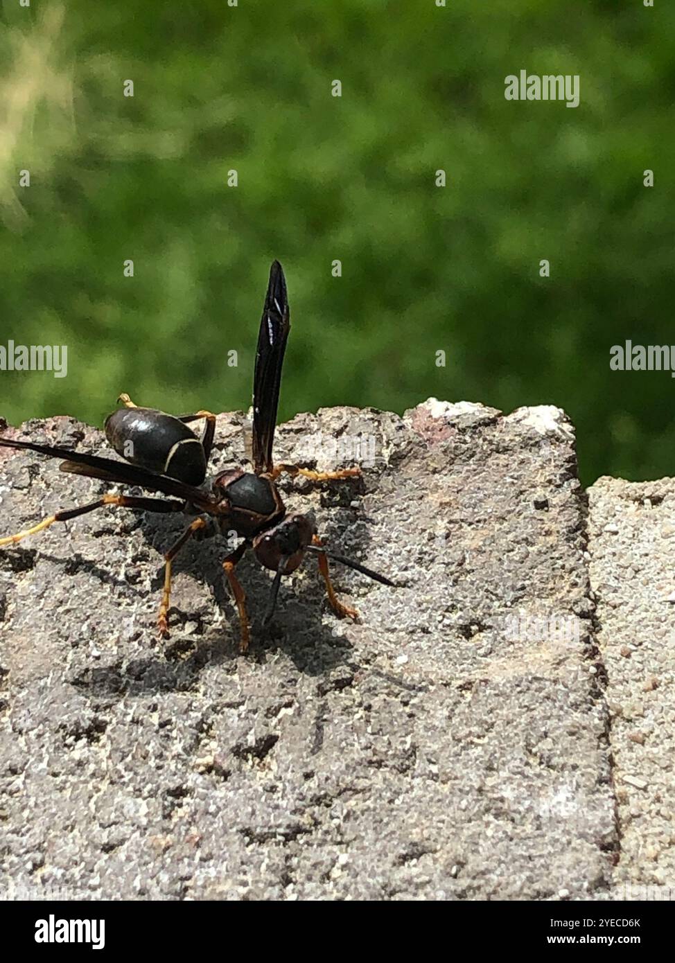 Northern Paper Wasp (Polistes fuscatus Stock Photo - Alamy
