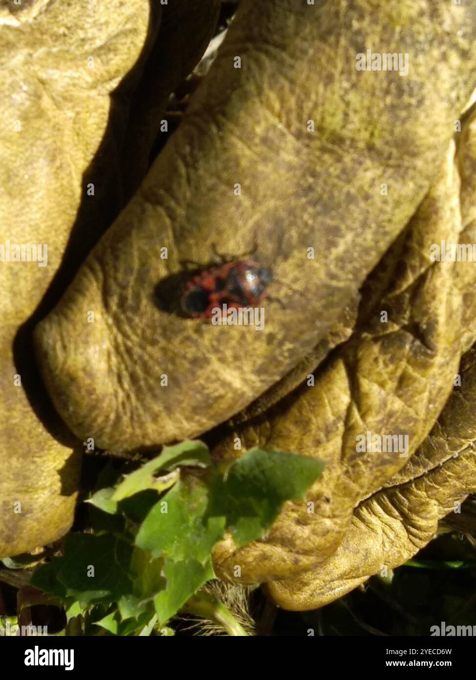 cruciferous bug (Eurydema ventralis Stock Photo - Alamy