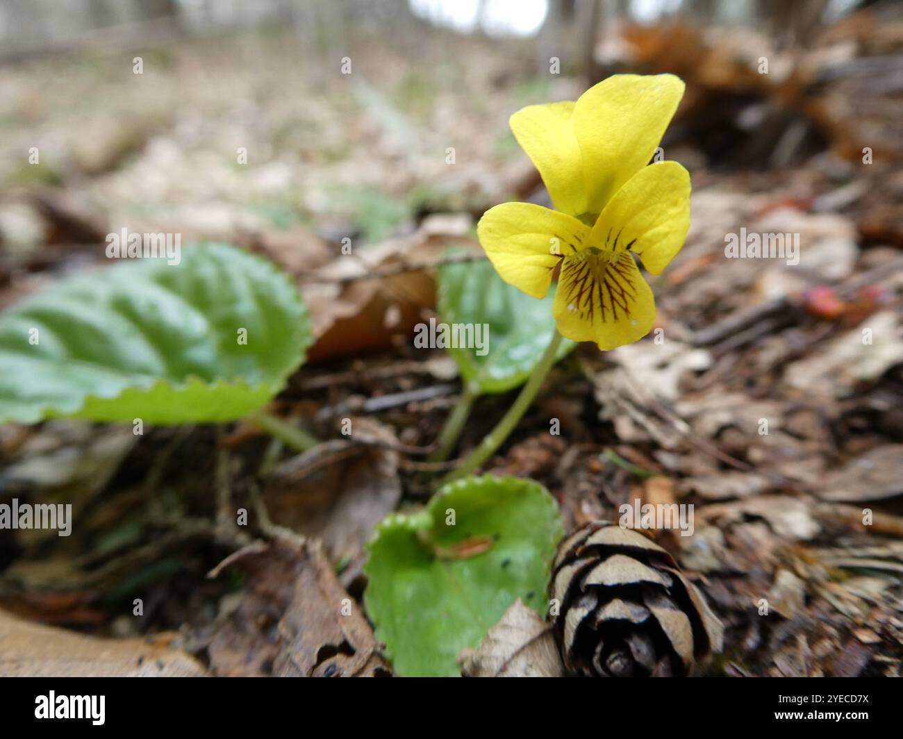 Round-leaved Violet (Viola rotundifolia Stock Photo - Alamy