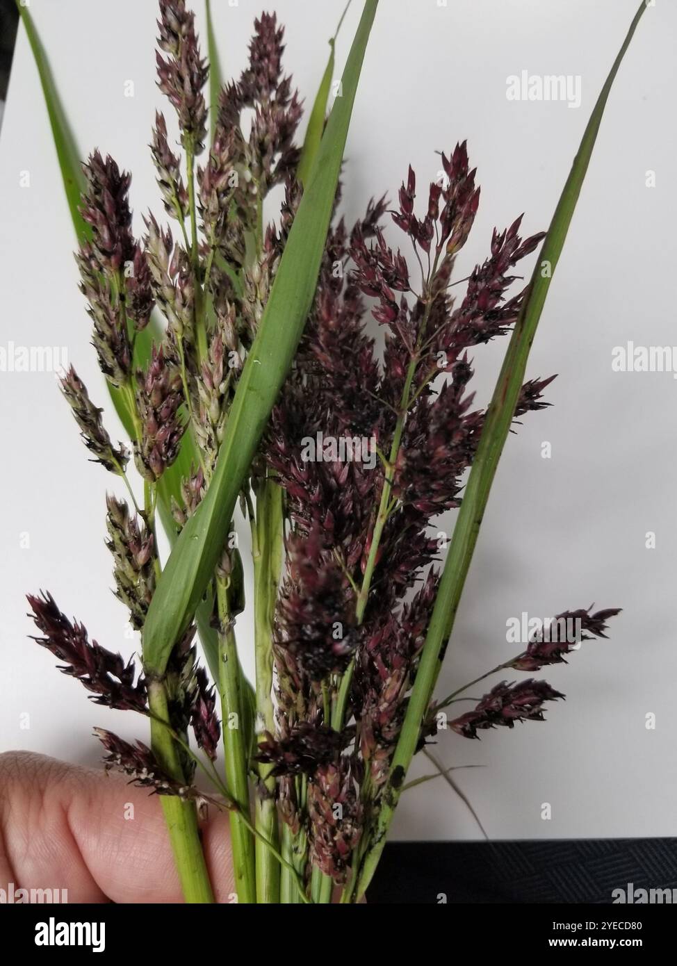 Johnson grass (Sorghum halepense Stock Photo - Alamy
